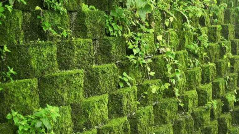 How Can Bioreceptive Facades Help Us And Our Cities? - WFM Media